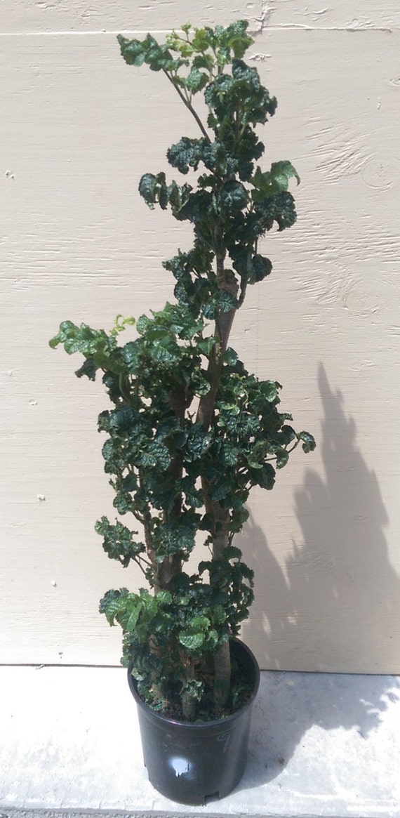 Polyscias Guilfoylei Blackie Black Aralia Plant in 2 Gallon