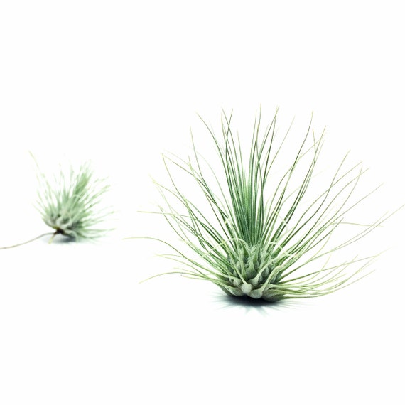 Tillandsia Fuchsii Air Plant // Hello Tilly Airplant