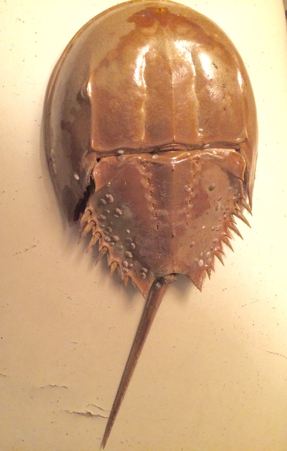 Atlantic Horseshoe Crab Shell with Tail and Legs Intact