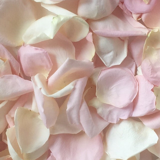 Freeze Dried and Silk Rose Petals for by RosePetalsEverywhere