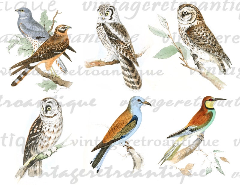 Assorted Birds Collage Sheet Color Digital by VintageRetroAntique