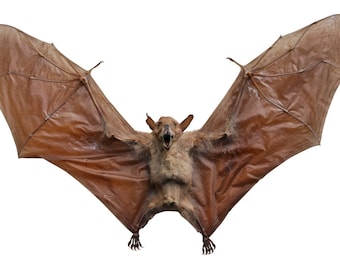 Taxidermy bat | Etsy