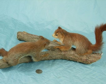 Squirrel trophy | Etsy