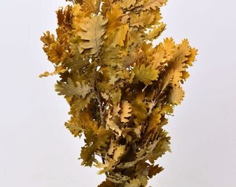 Preserved oak leaves | Etsy