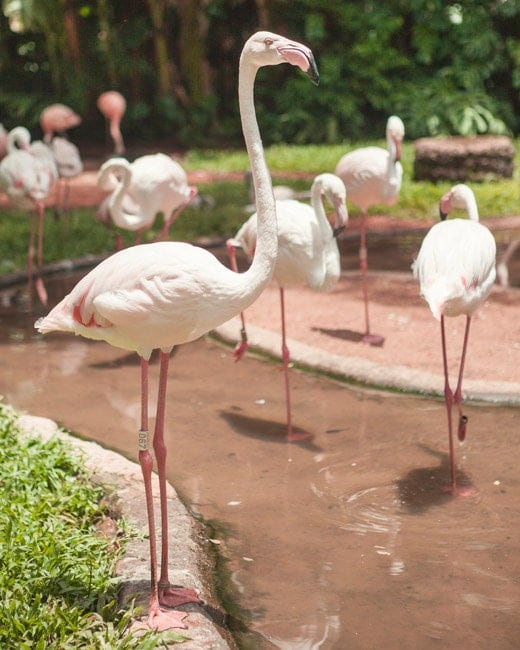 Brazil Iguazu Falls flamingo wildlife photography Brazil