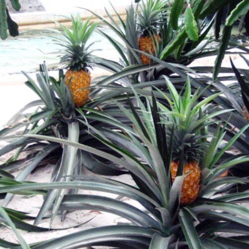 Pineapple Plants Elite Gold Includes Four 4