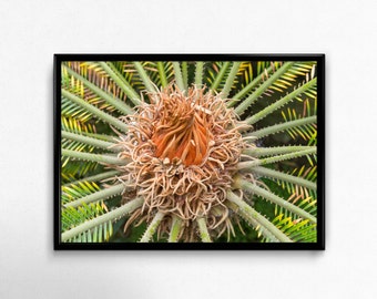 Palm tree seeds | Etsy