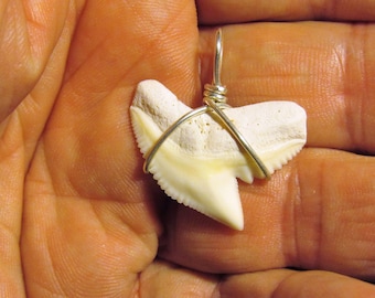 Unique shark trophy related items | Etsy