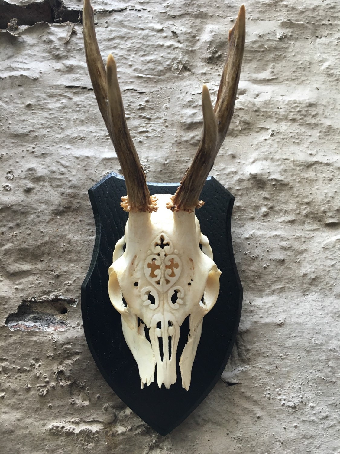 Carved deer skull Azimua by StregaCraft on Etsy