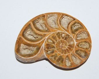 FossilsMeteorites on Etsy