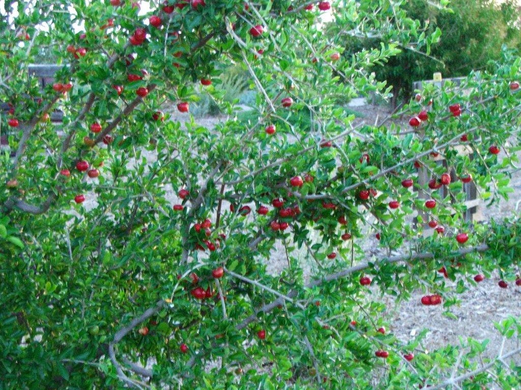 Sweet or Sour Acerola Cherry/Barbados Cherry/West Indian Cherry Seeds ...