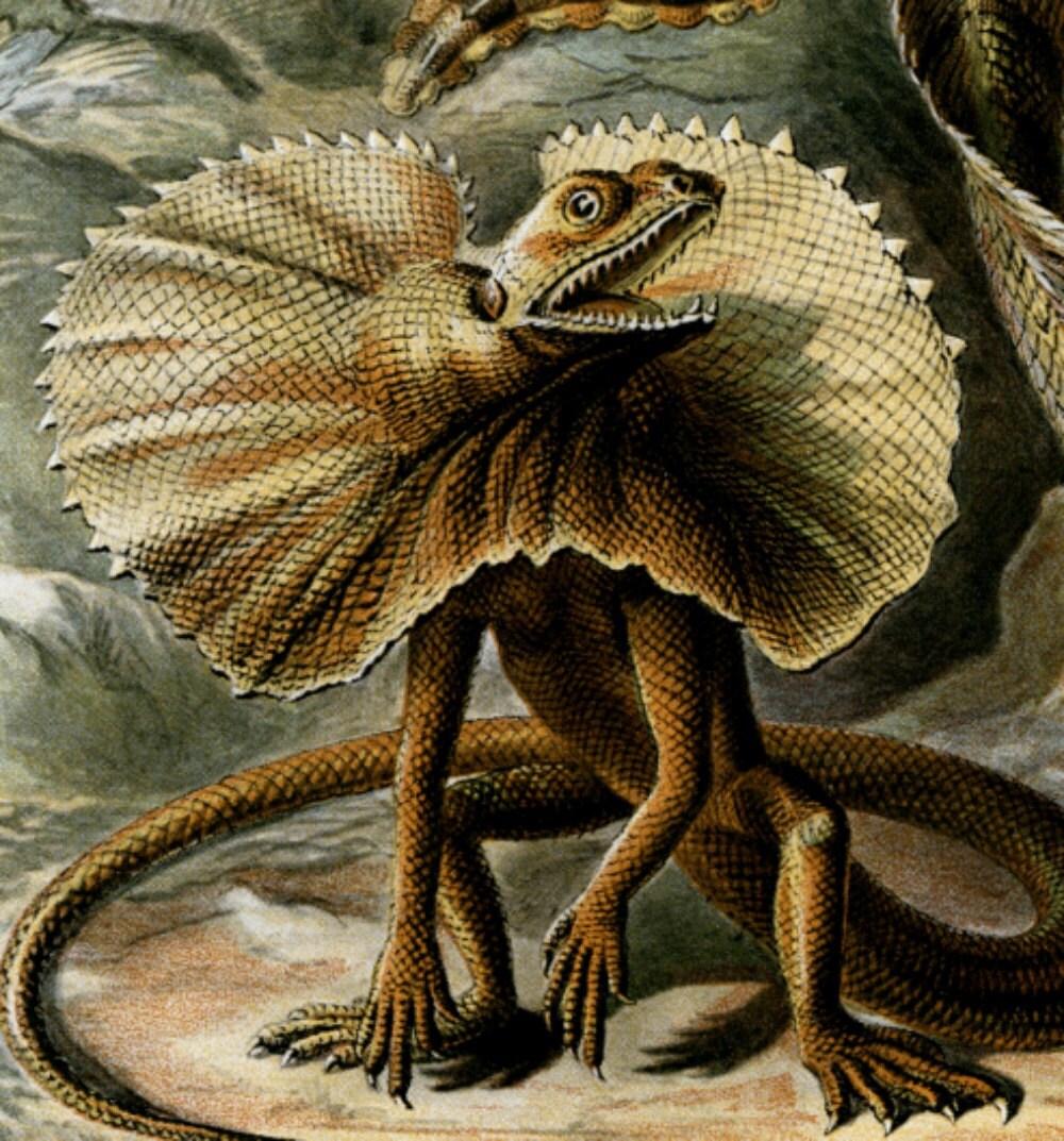 Scientific Art Art Scientific Lizards Reptiles Lizards Art