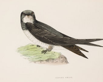 Antique swift | Etsy