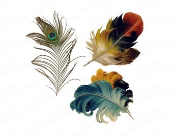 Feather clip art | Etsy