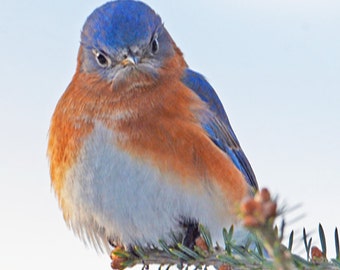 The mad bluebird | Etsy