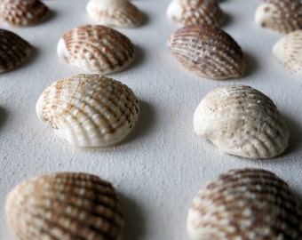 Ark clam shells | Etsy