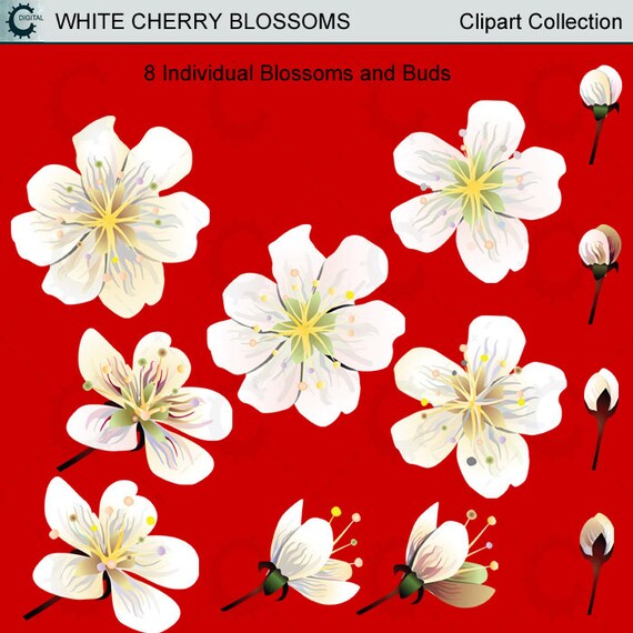 White Sakura/Cherry Blossom Clipart Collection