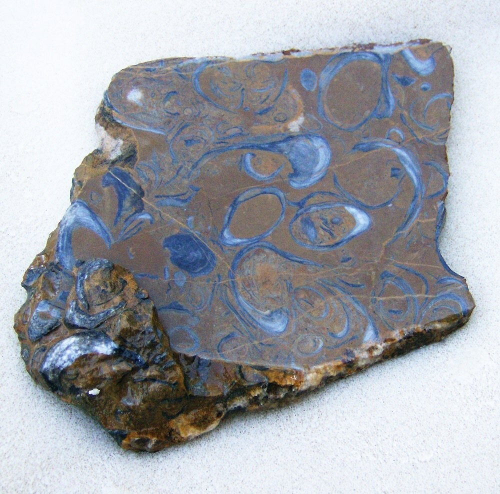 Fossil Stone Slab - Outstanding Hand Cut Fossilized Clam Shells in Tan ...