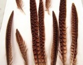 Craft Feathers Fly Tying Feathers Feathers for by mountainfeathers