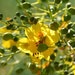 Palo Verde Tree Cercidium floridium showy tree yellow