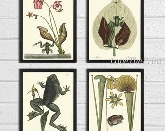 Antique frog print | Etsy