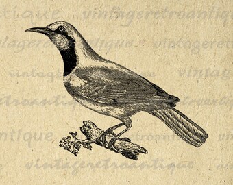 Printable Cardinal Bird Graphic Image by VintageRetroAntique
