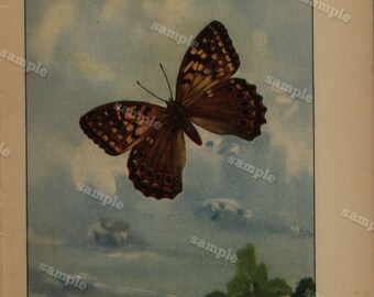 Emperor butterfly | Etsy
