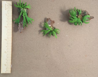 Miniature fern | Etsy