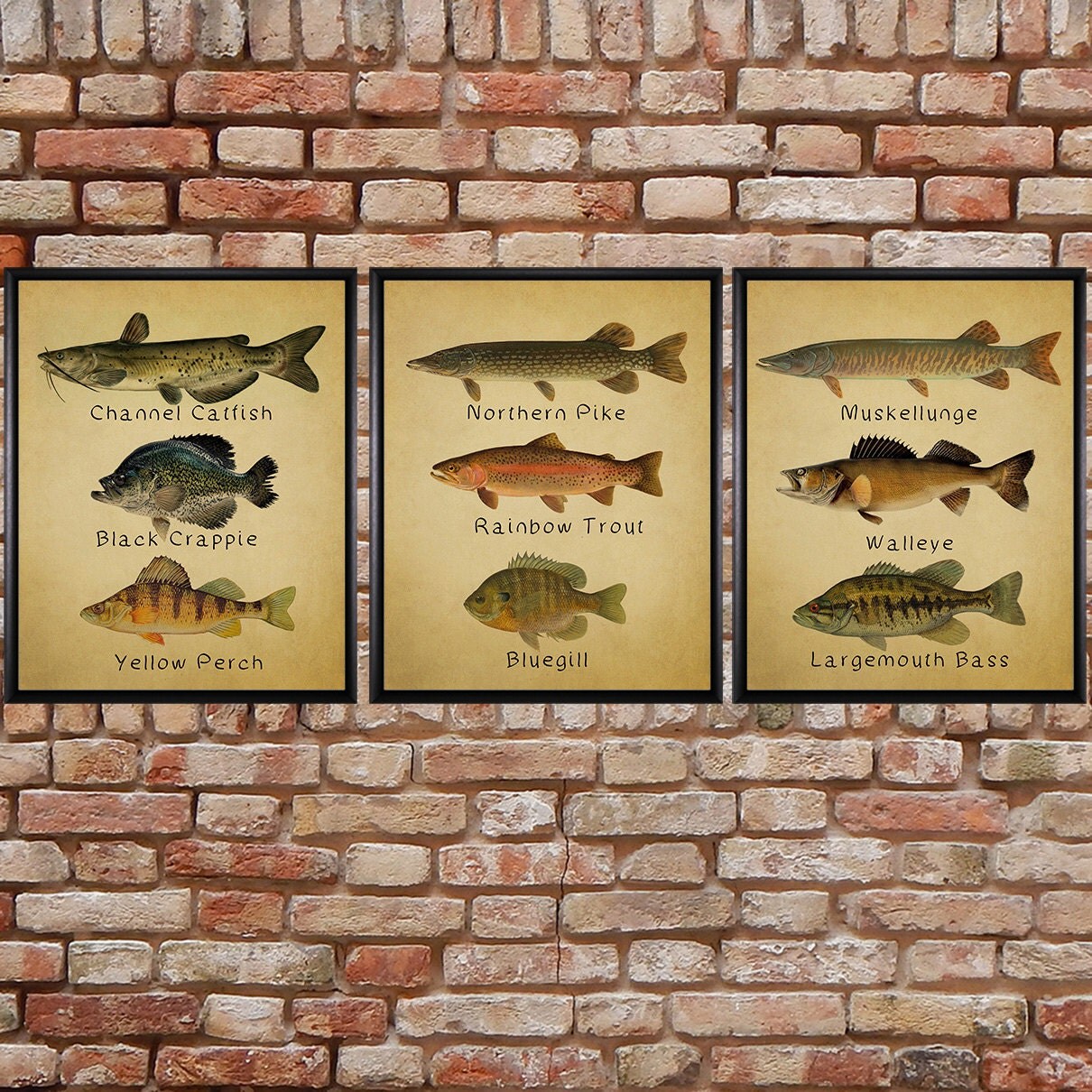 Fish Poster Discounted Set of 3 Fish Print Freshwater