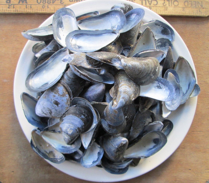 Bulk Mussel Shells 150 Mussel Shells Beach Theme Crafts