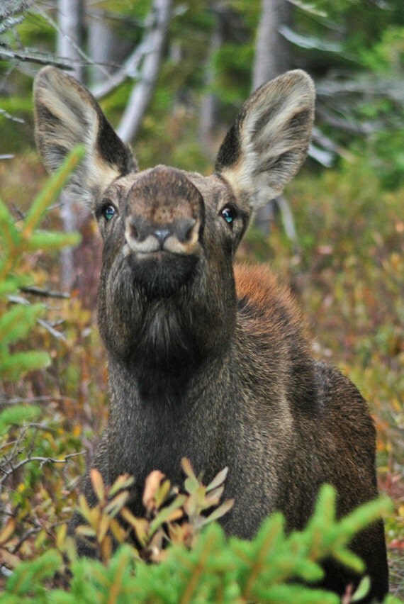moose calf young animal cute animal pictures wildlife art