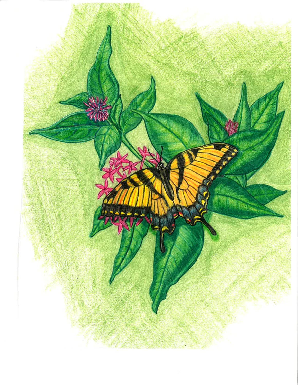 Swallowtail Butterfly Original Drawing