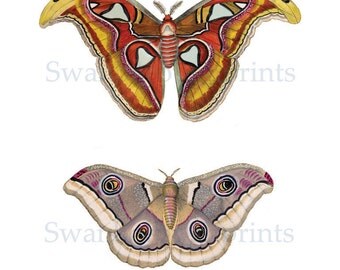 Butterfly engraving | Etsy