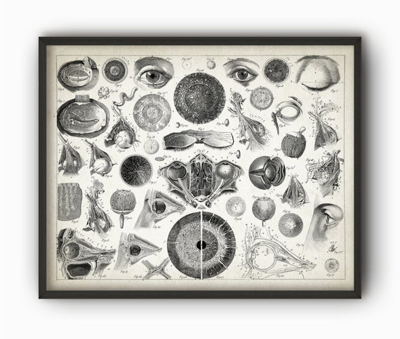 Vintage Eye Anatomy Print Antique Optician Poster Eye