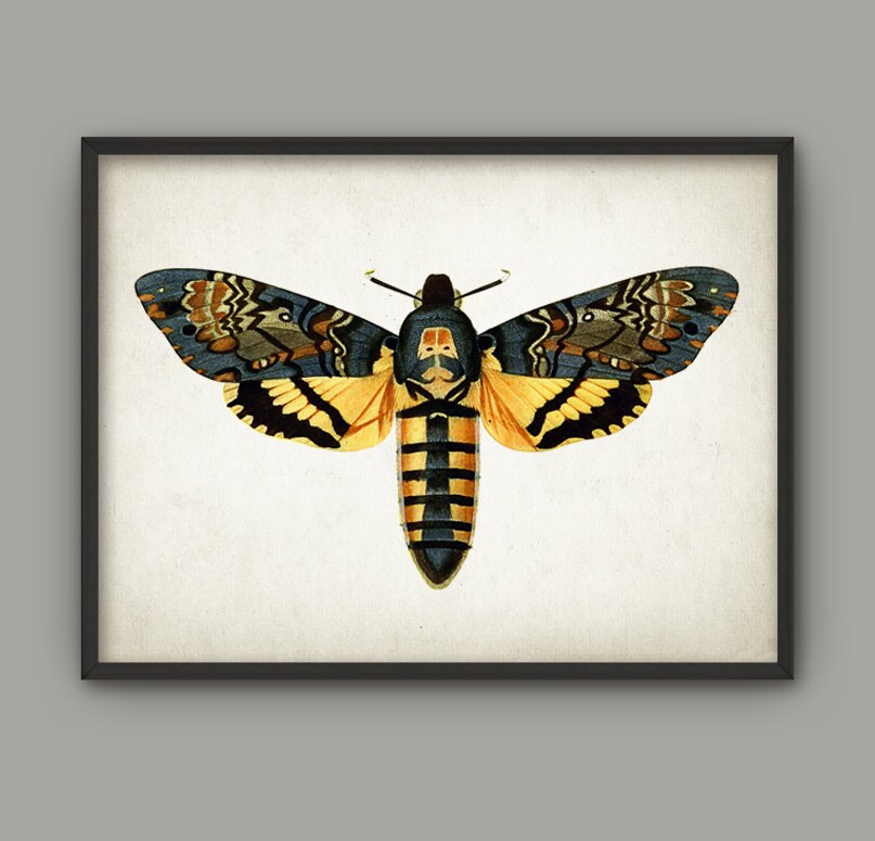 Vintage Moth Print Vintage Moth Poster Moth Book Plate
