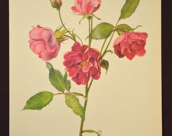 Red rose print | Etsy