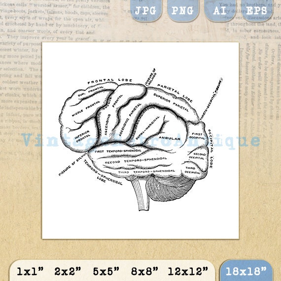 Digital Printable Brain Diagram Graphic by VintageRetroAntique