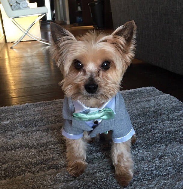 Gray Dog Tuxedo and Satin Shirt /Custom bow tie colors