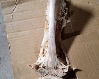 Catfish bones | Etsy