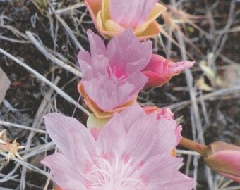 Bitterroot flower | Etsy