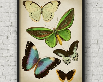 Antique 1800s Butterfly Science Chart Poster Art Print