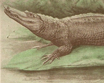 Alligator design | Etsy