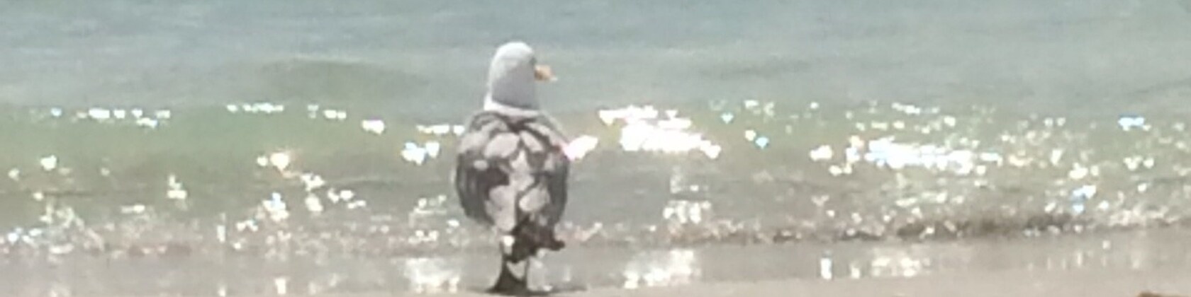 Handmade seashell creations for the home by ShellHunter on Etsy