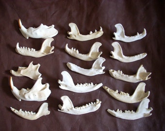 Unique animal teeth related items | Etsy