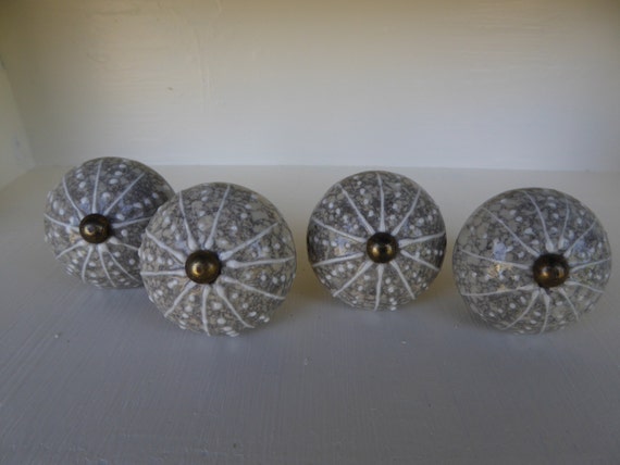SEA URCHIN SHELL Decorative Dresser Drawer Pull by RusticBoardwalk