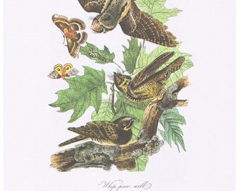 Whip poor will | Etsy