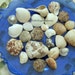 Seashells variety from Sanibel Captiva Islands includes