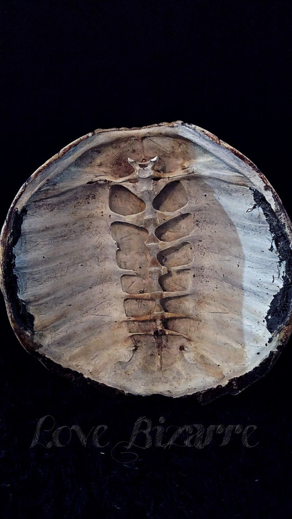 Real Snapping Turtle Shell