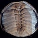 Real Snapping Turtle Shell