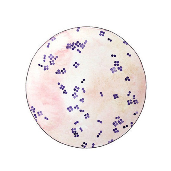 Micrococcus luteus Science Science art geekery science